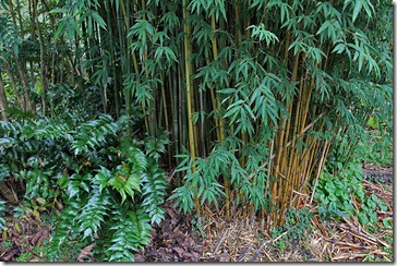 Bamboos at San Francisco Botanical Garden, part 1